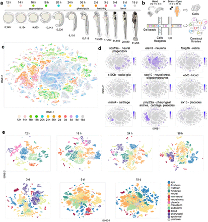 Allen Discovery Center for Lineage Tracing